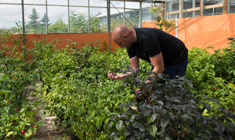 200 olika chilisorter i ett och samma växthus - Din odlarvän